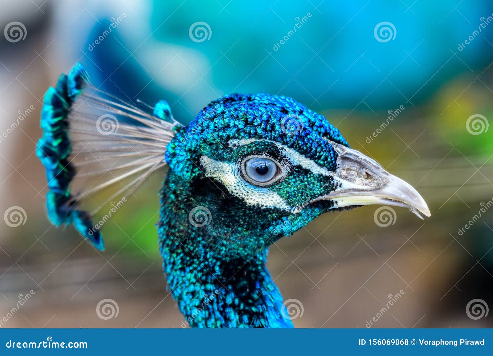 Close up face of peacock stock photo. Image of beak - 156069068