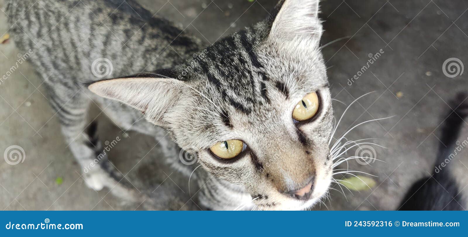 Close Up Face Picture of Stray Cat Stock Photo - Image of stray ...