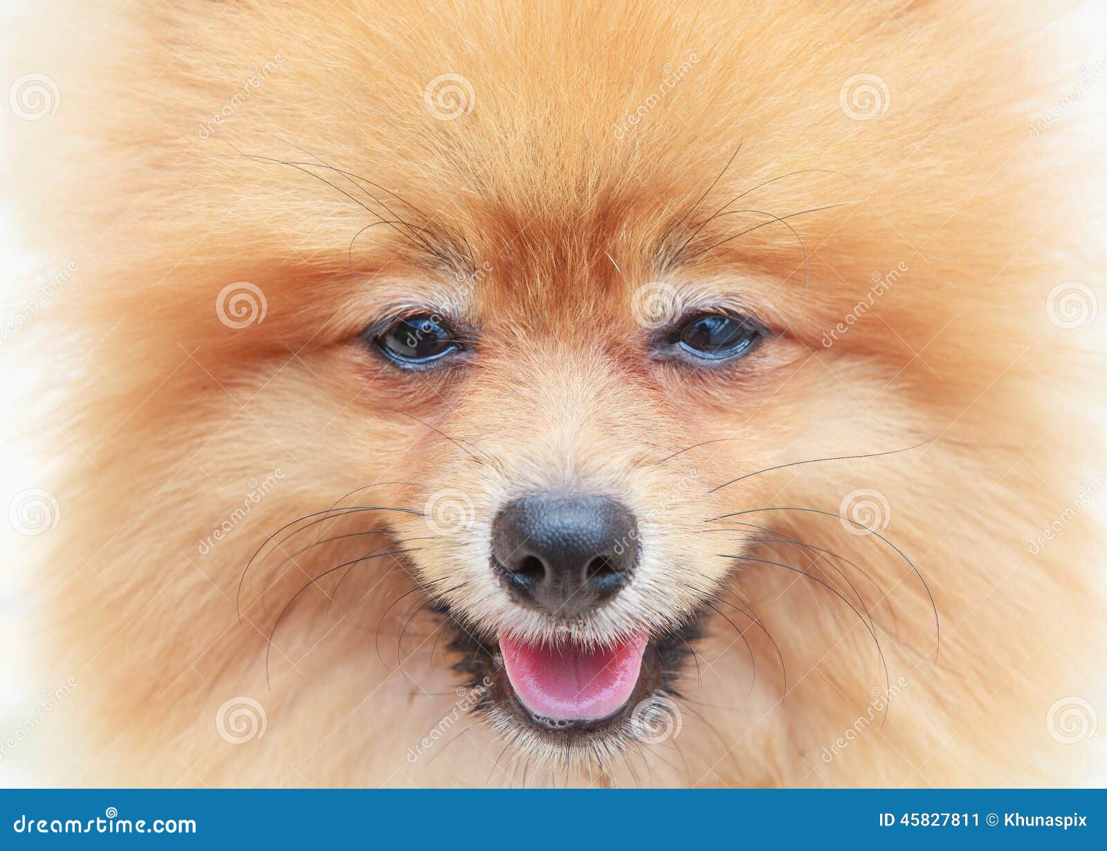 Close Up Face of Pomeranian Dog Stock Image - Image of pomeranian ...