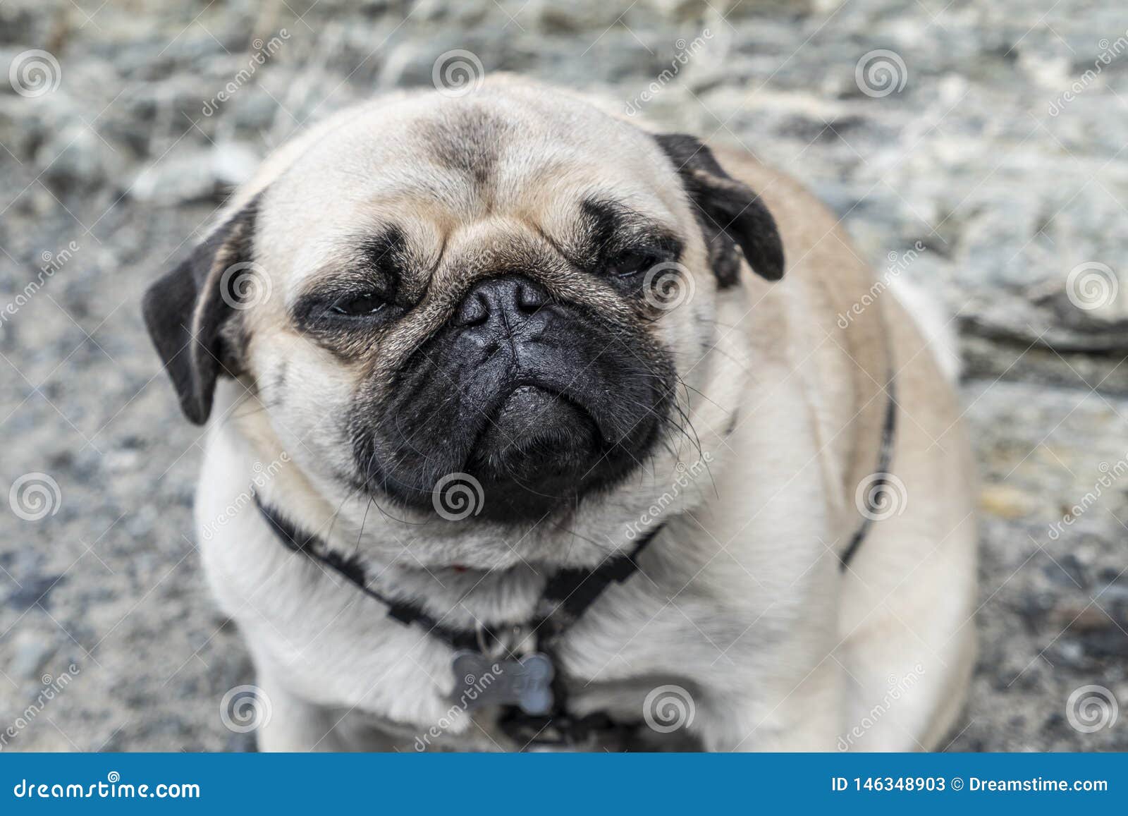 Close-up of the Face of a Pug . Stock Image - Image of leash, genetic ...