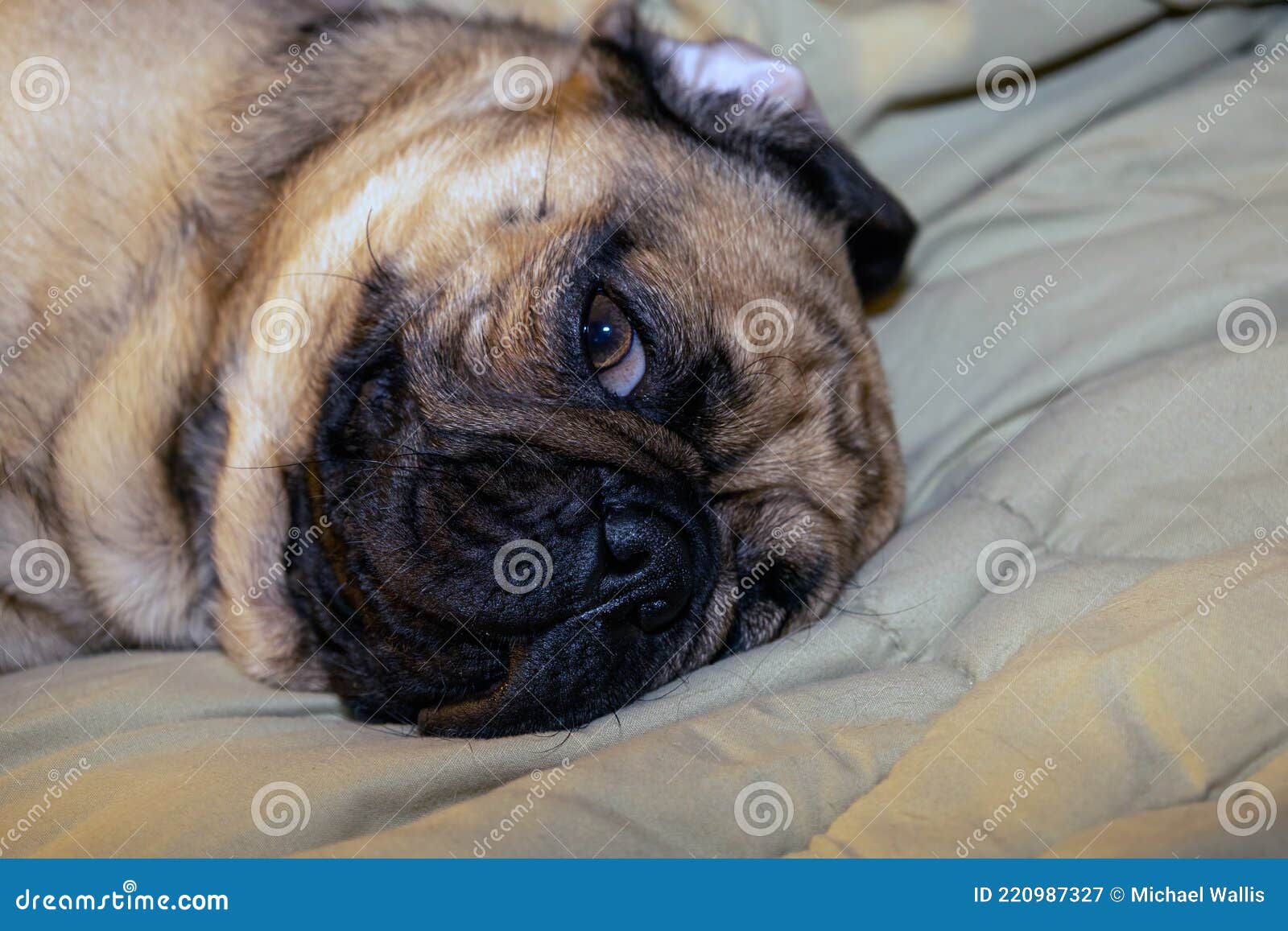 The close-up face of a Pug stock image. Image of animal - 220987327