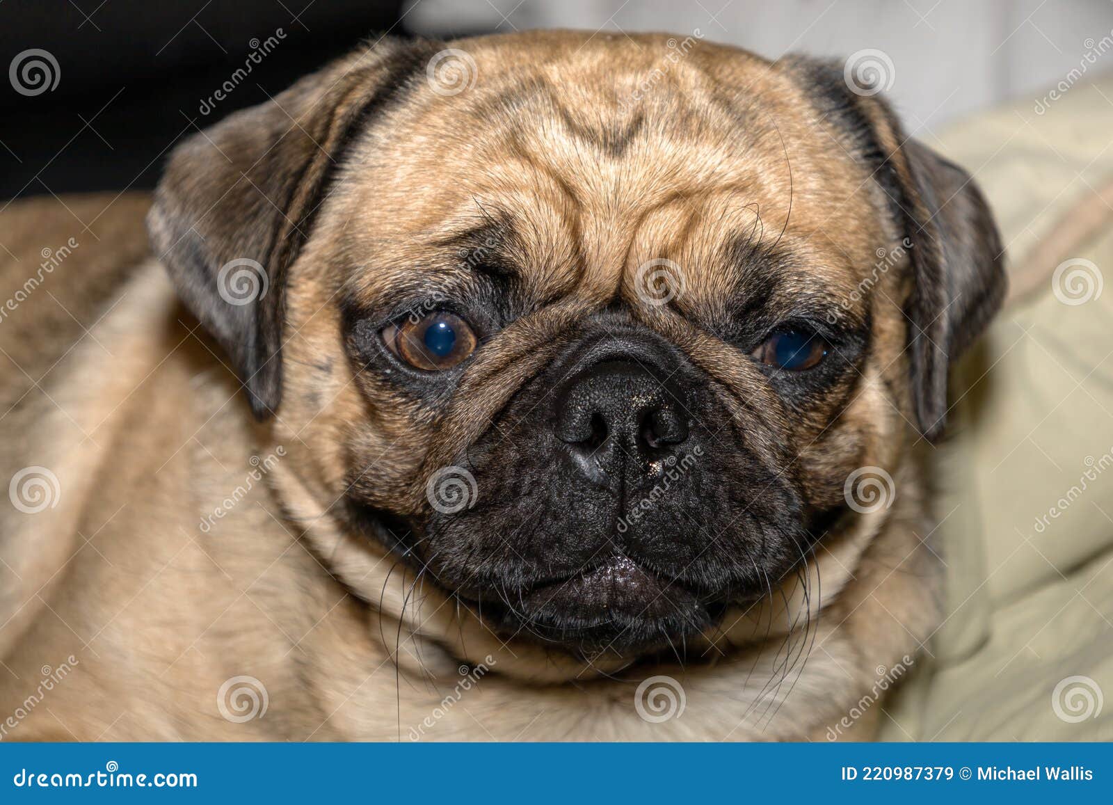 The close-up face of a Pug stock image. Image of cartoon - 220987379