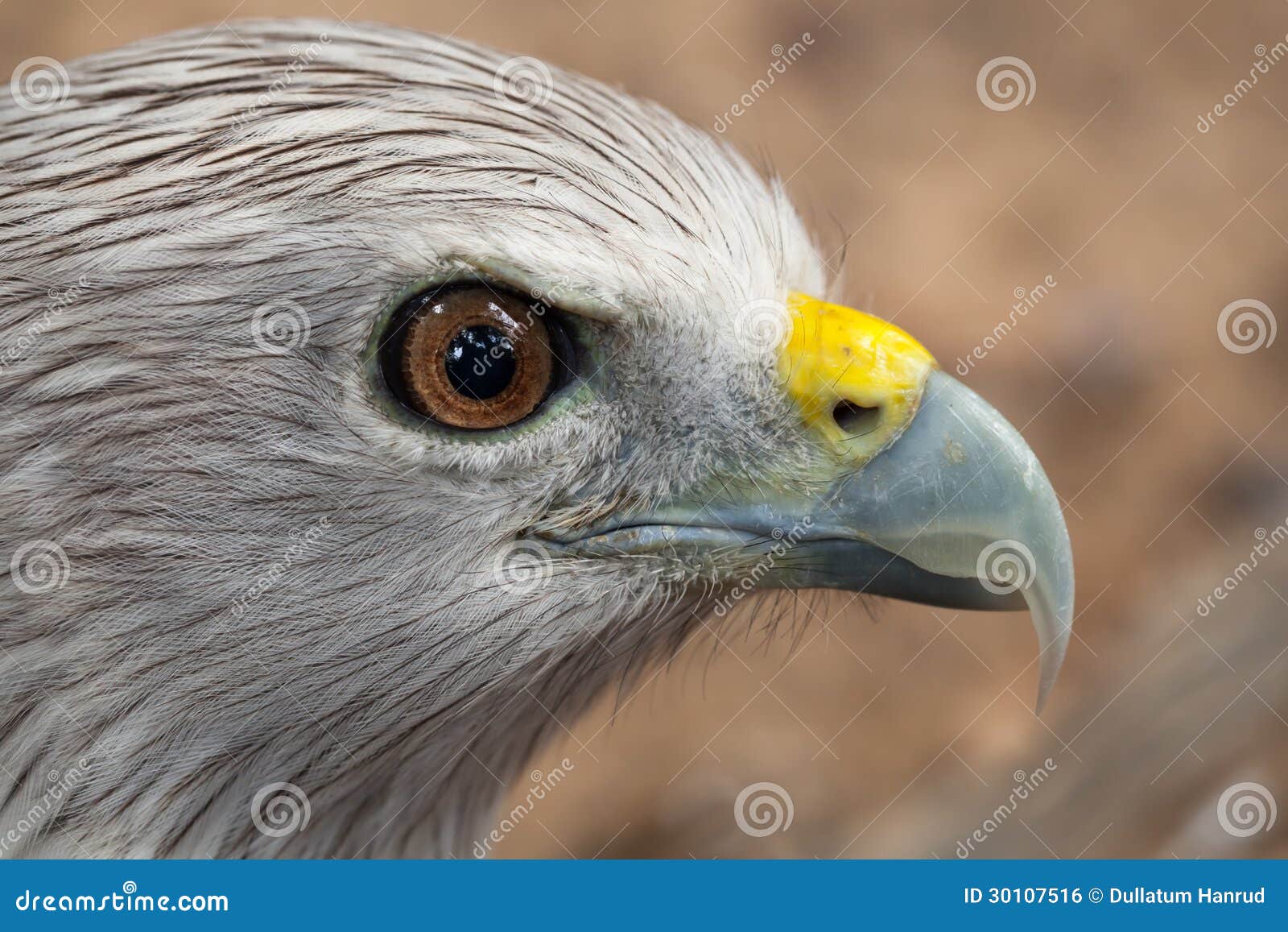 Red hawk. stock photo. Image of freedom, fauna, falcon - 30107516
