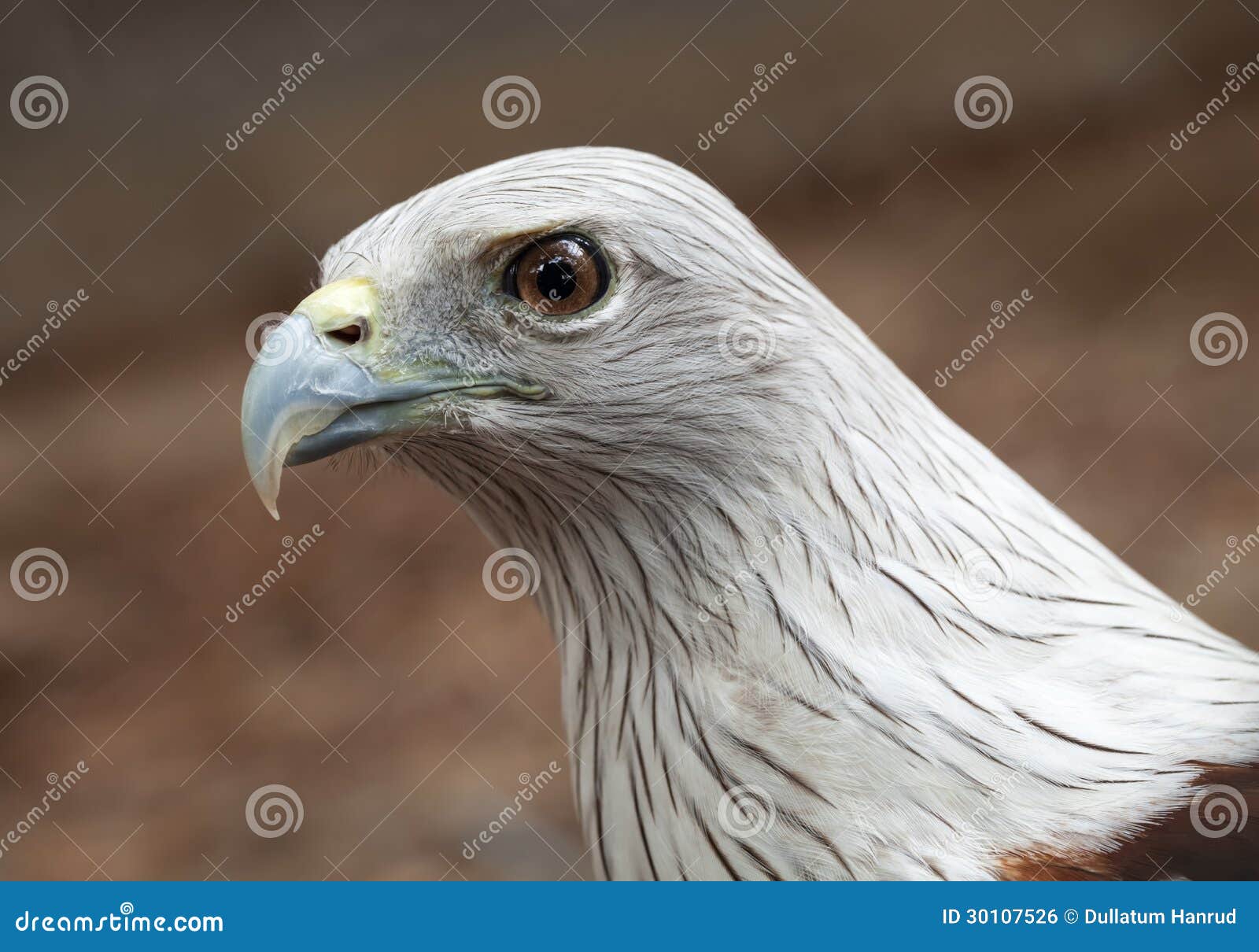 Red hawk. stock photo. Image of hawk, beautiful, birds - 30107526