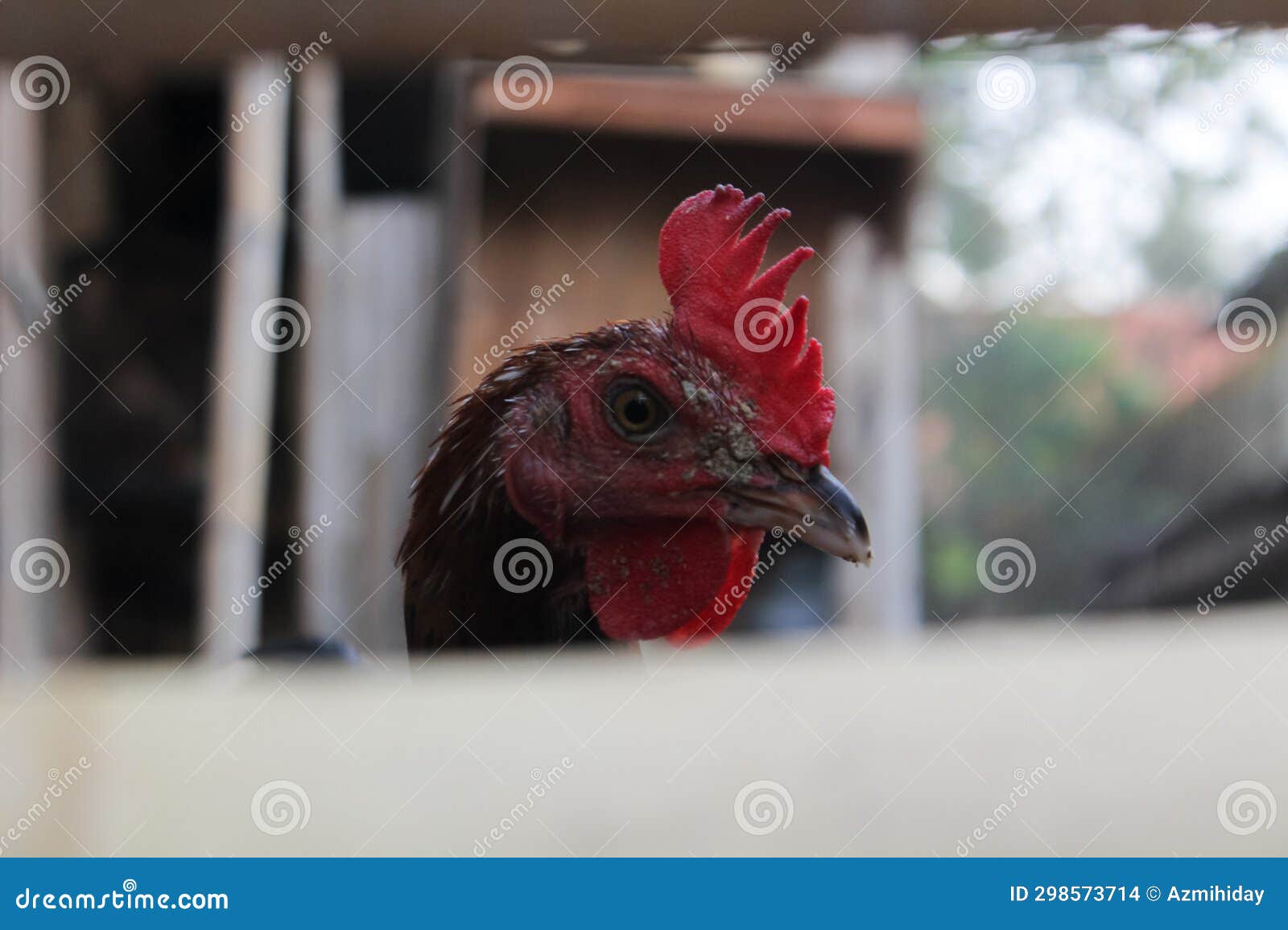 Close Up of the Face of a Rooster in an Open Farm Cage. Stock Photo ...
