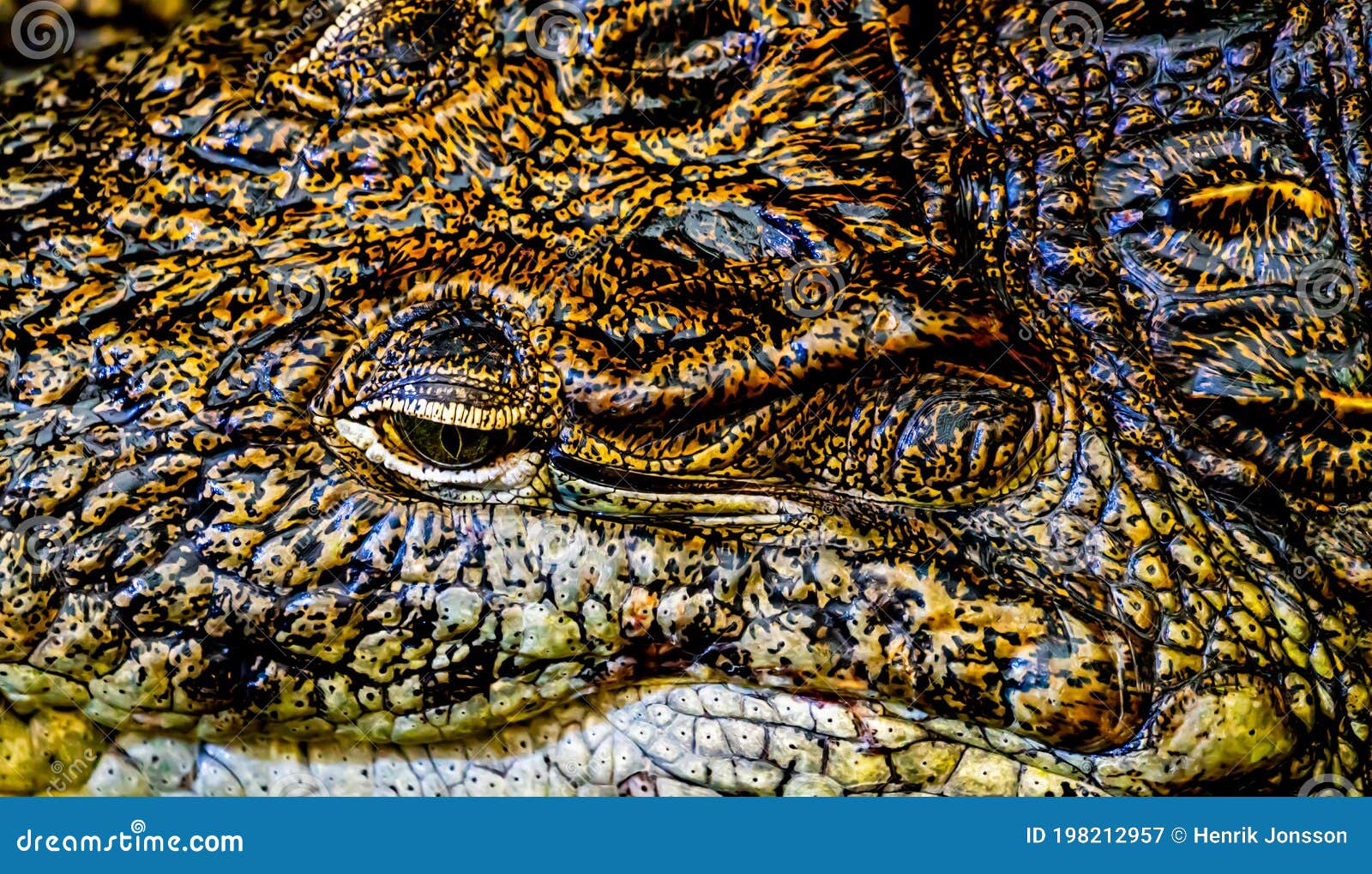 Head of a Large Crocodile with Camo Pattern Stock Image - Image of croc ...