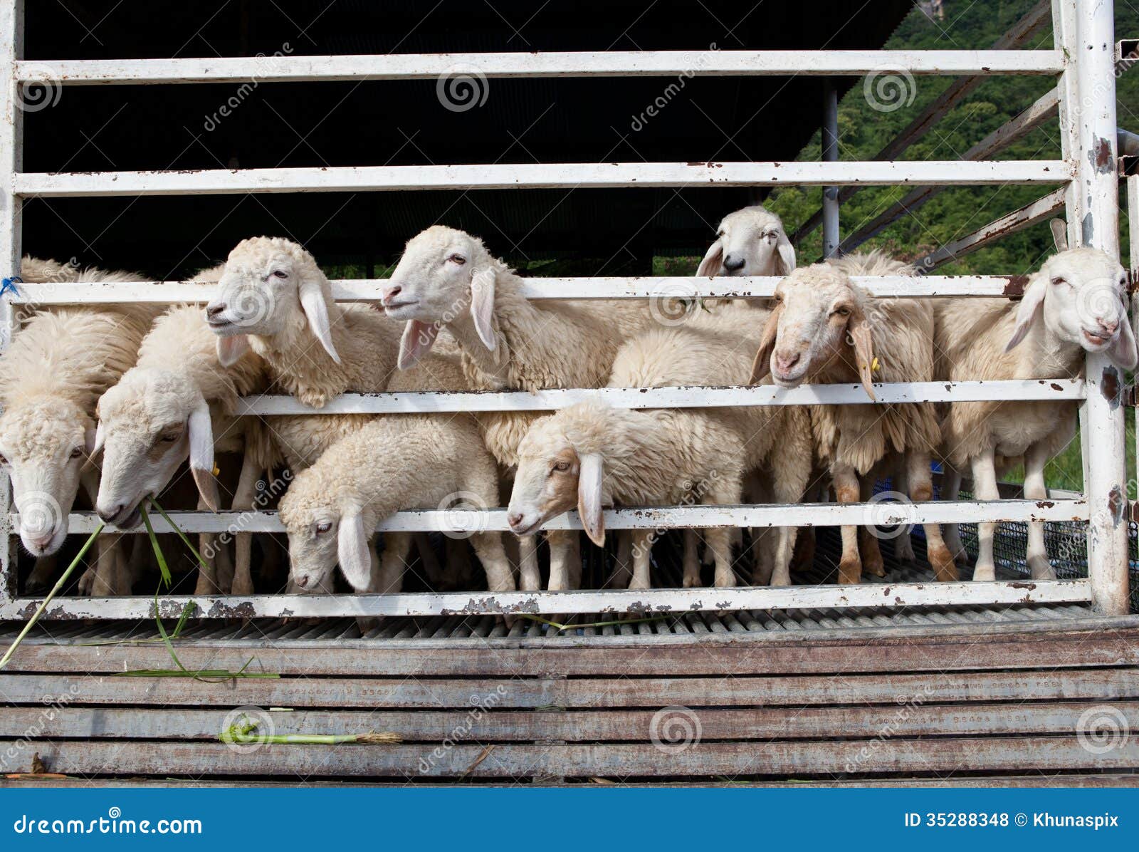 Close Up Face of Sheep in Farm Stock Photo - Image of animal, woolly ...