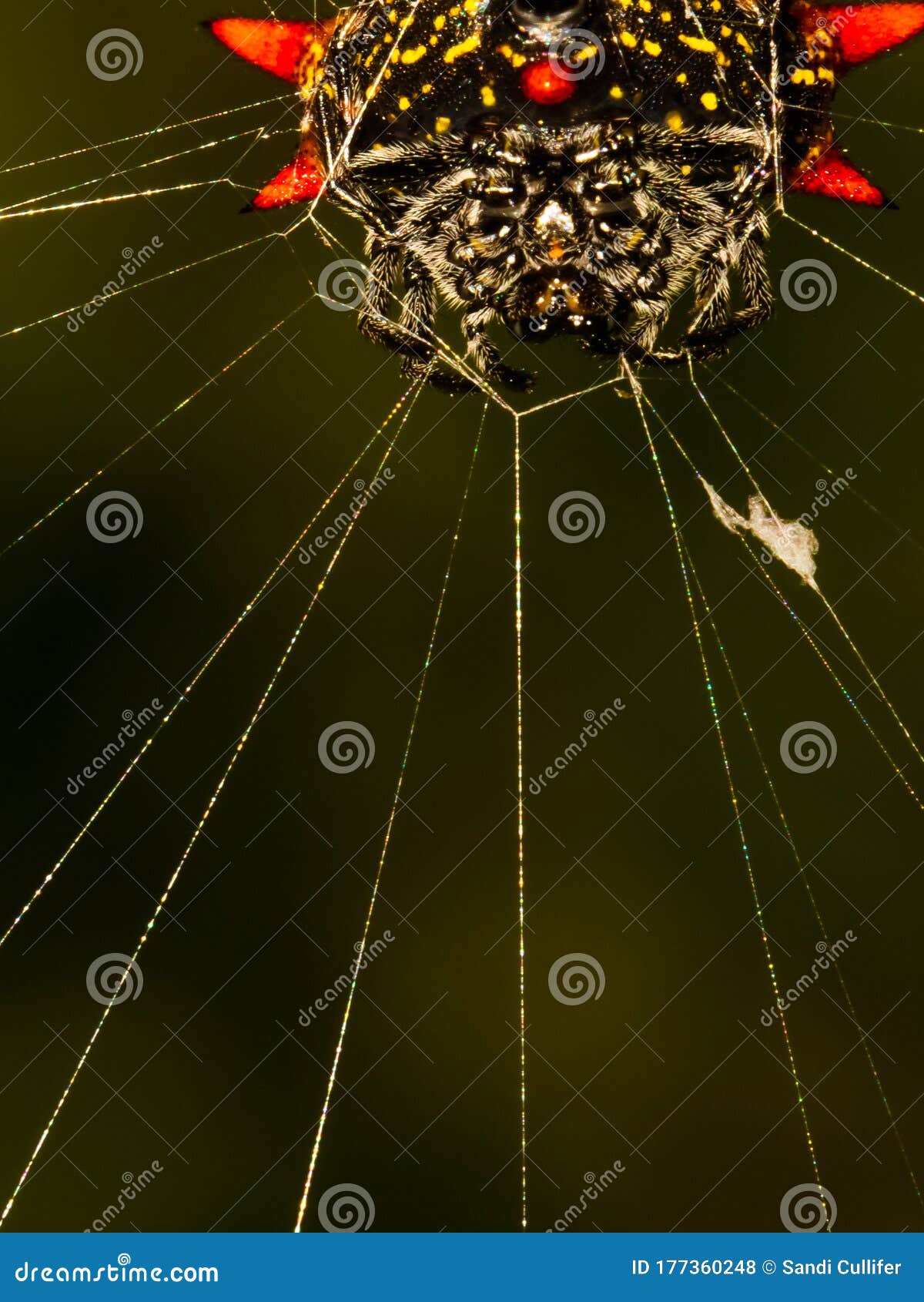 Close Up of the Face of a Spinybacked Spider Stock Photo - Image of ...