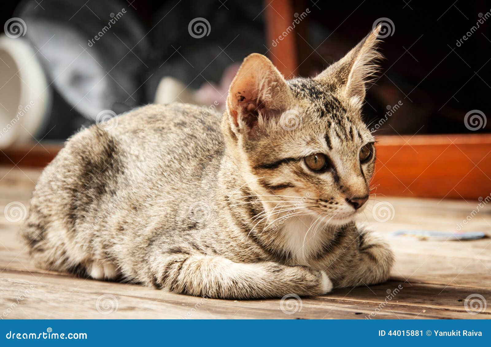 Close Up Face of Stray Cat on Wood Floor Stock Image - Image of tail ...