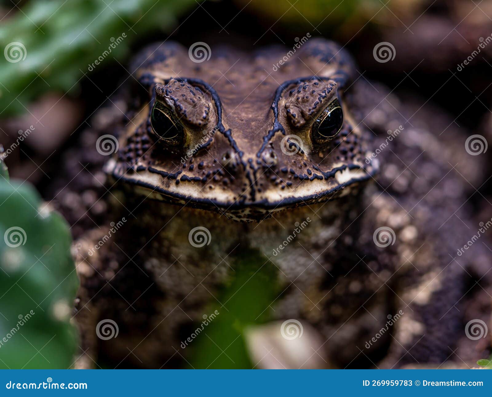 Close-up of the Face of a Toad Bufo Melanostictus Stock Image - Image ...