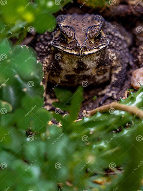 The Face of a Toad Bufo Melanostictus Stock Photo - Image of reptile ...