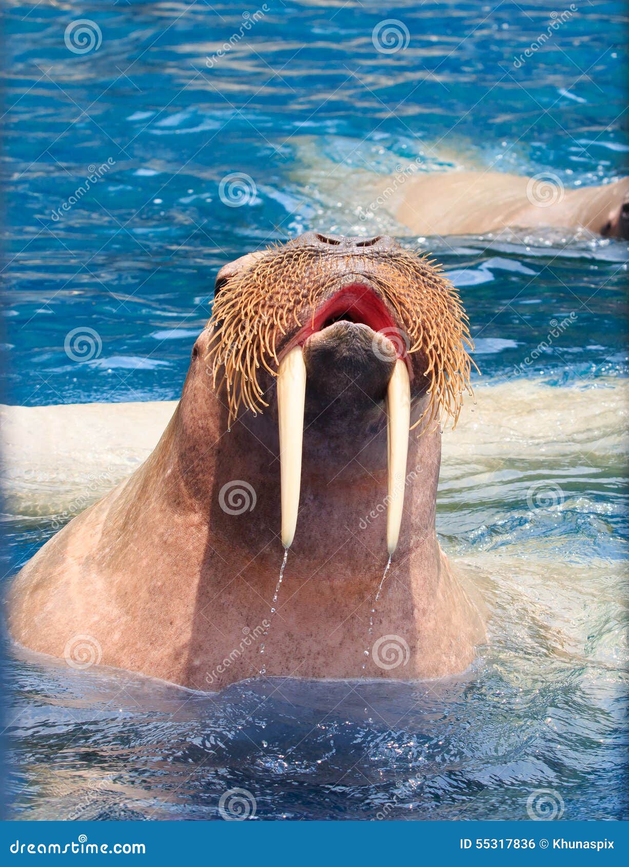 Close Up Face of Walrus with Big Ivory Teeth in Deep Sea Water Stock ...