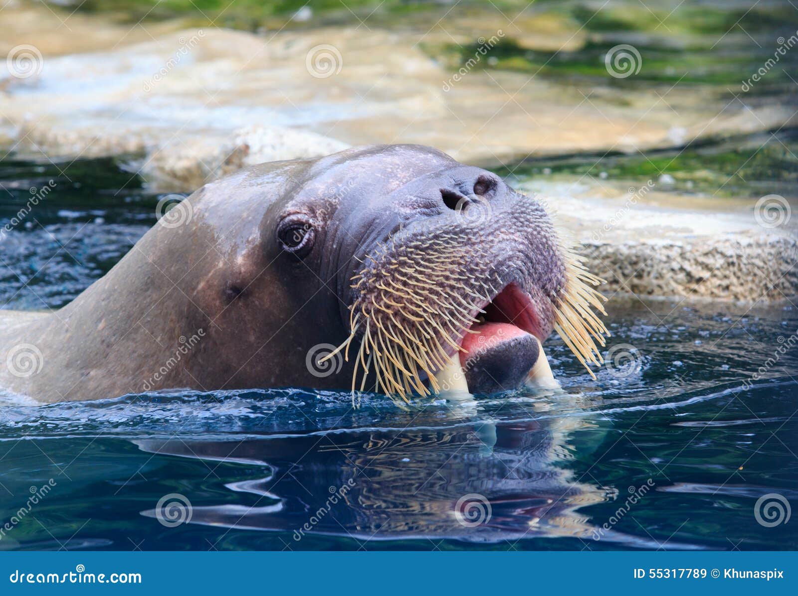 Close Up Face of Walrus Floating in Deep Blue Water Stock Image - Image ...