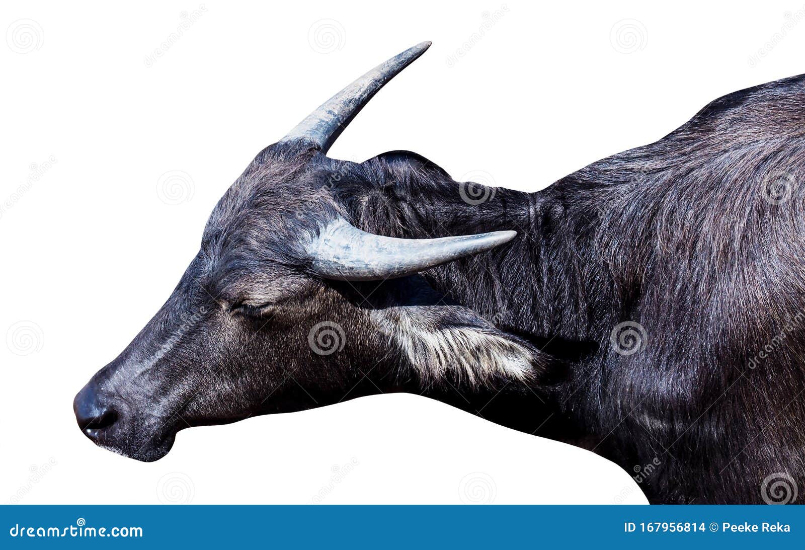 Close-up Face of Water Buffalo Isolated on White Background. Stock ...