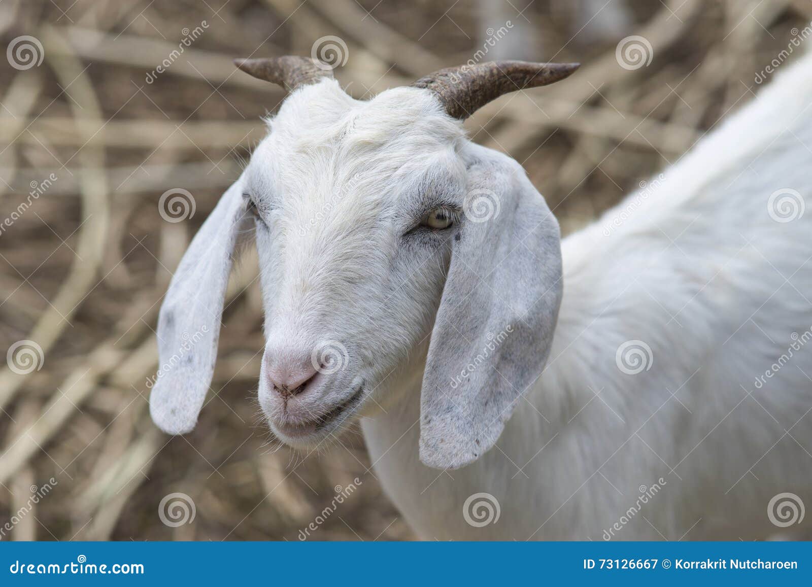 Close Up Face of White Goat, Goat Portrait Stock Image - Image of meat ...