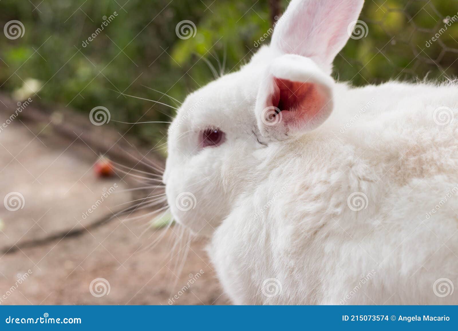 Face of a White, Plump, Furry Rabbit. Stock Photo - Image of head ...
