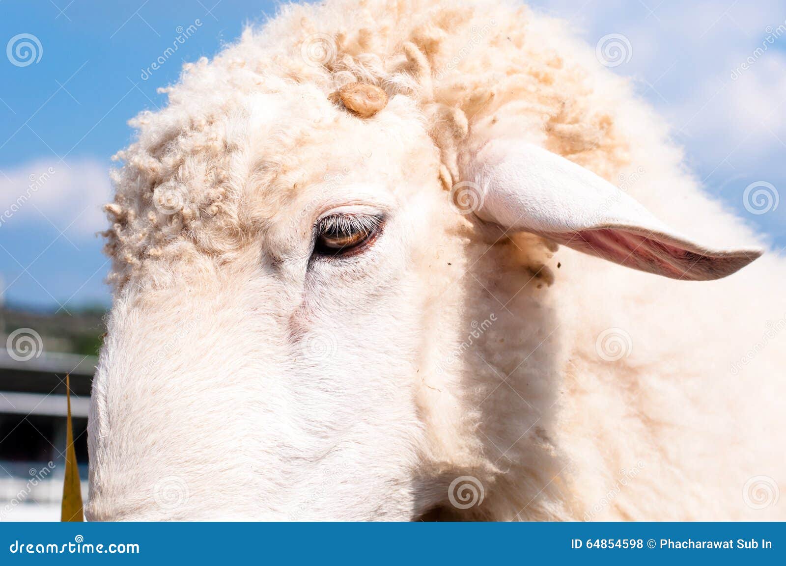 The Close Up Face of White Sheep Stock Photo - Image of curious ...