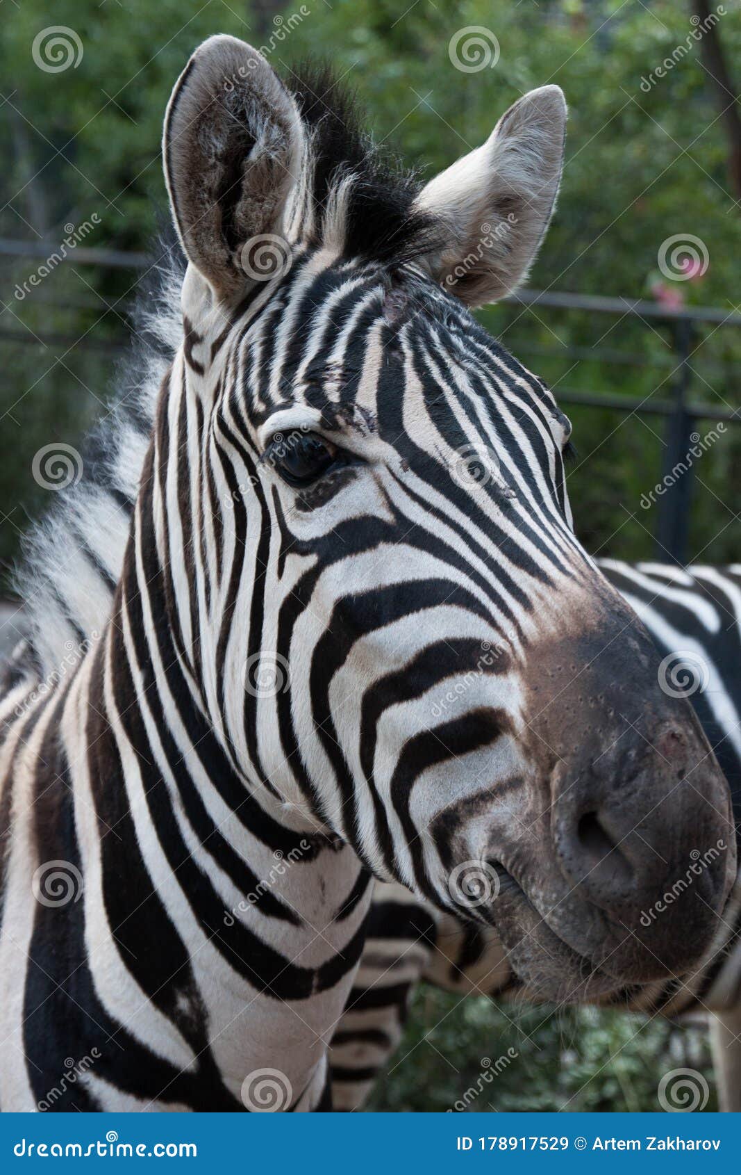 Close Up of the Face of a Zebra. Stock Image - Image of stripes, travel ...