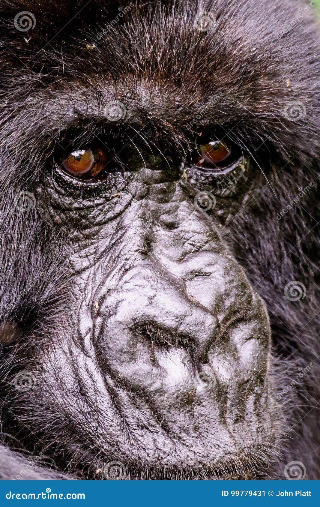 Facial Features of a Mountain Gorilla Stock Image - Image of safari ...