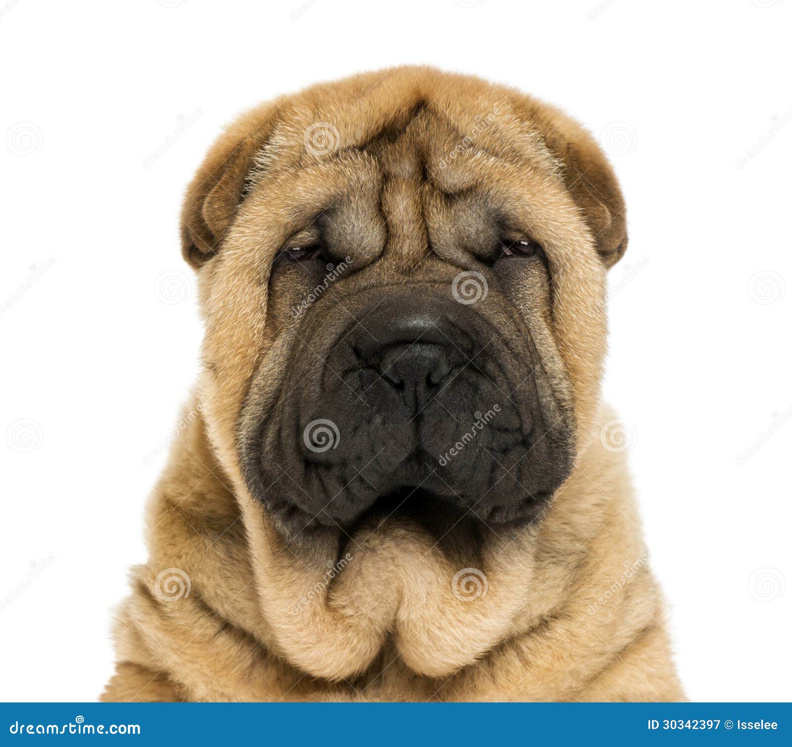 Close-up on Facing Sharpei Puppy Head Stock Image - Image of domestic ...