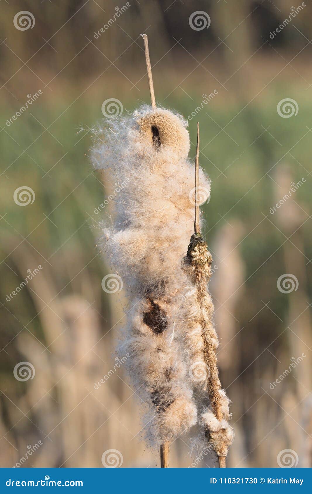 Close-up of the Fades Flower Head of a Bulrush, Typha Stock Photo ...