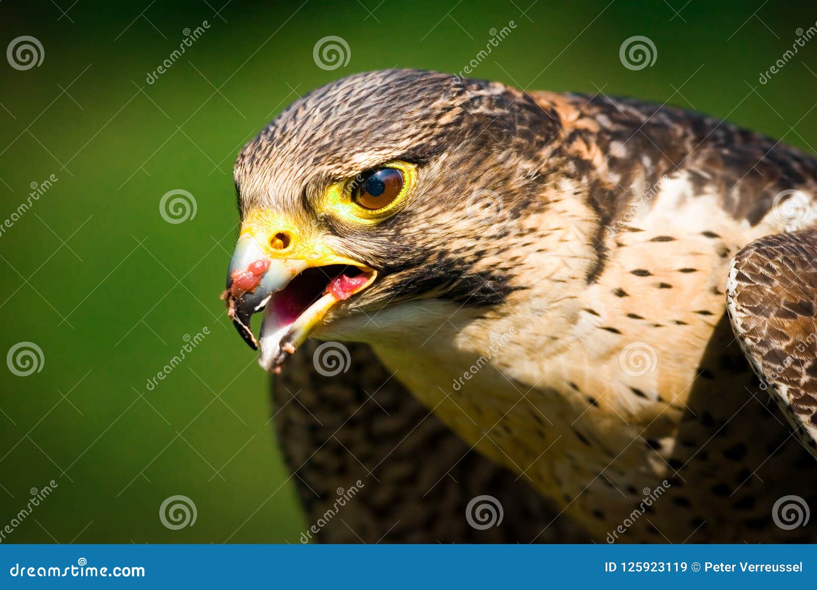 Falcon eating meat stock image. Image of closeup, bird - 125923119