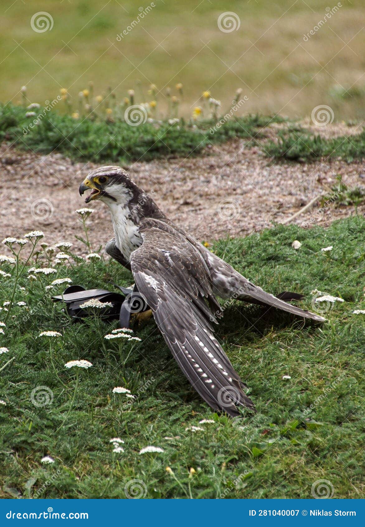 Close Up of a Falcon Perching on the Ground Stock Image - Image of ...