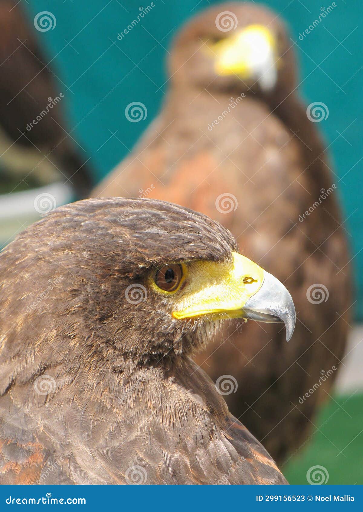 Close-up of a Falcon S Yellow Eye Stock Image - Image of mdina, themes ...
