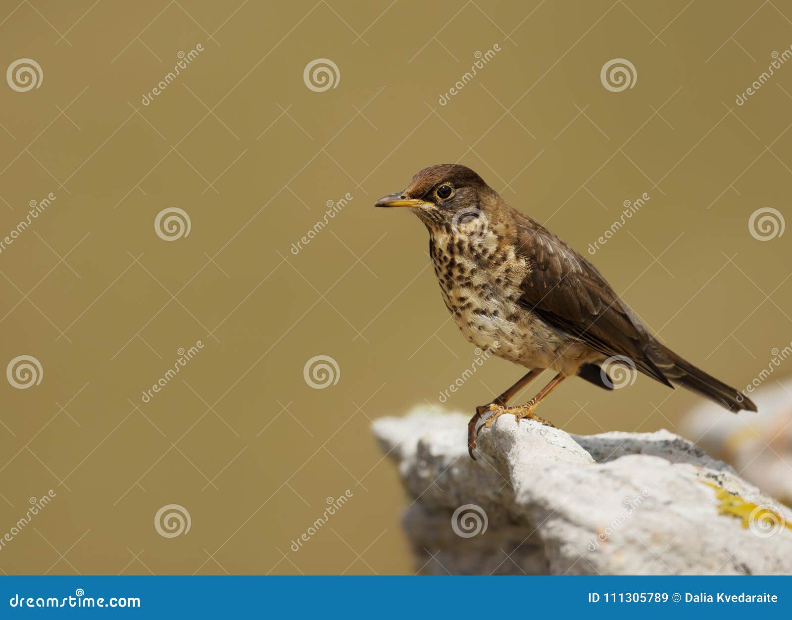 Close Up of Falkland Thrush Perching on a Stone Stock Image - Image of ...