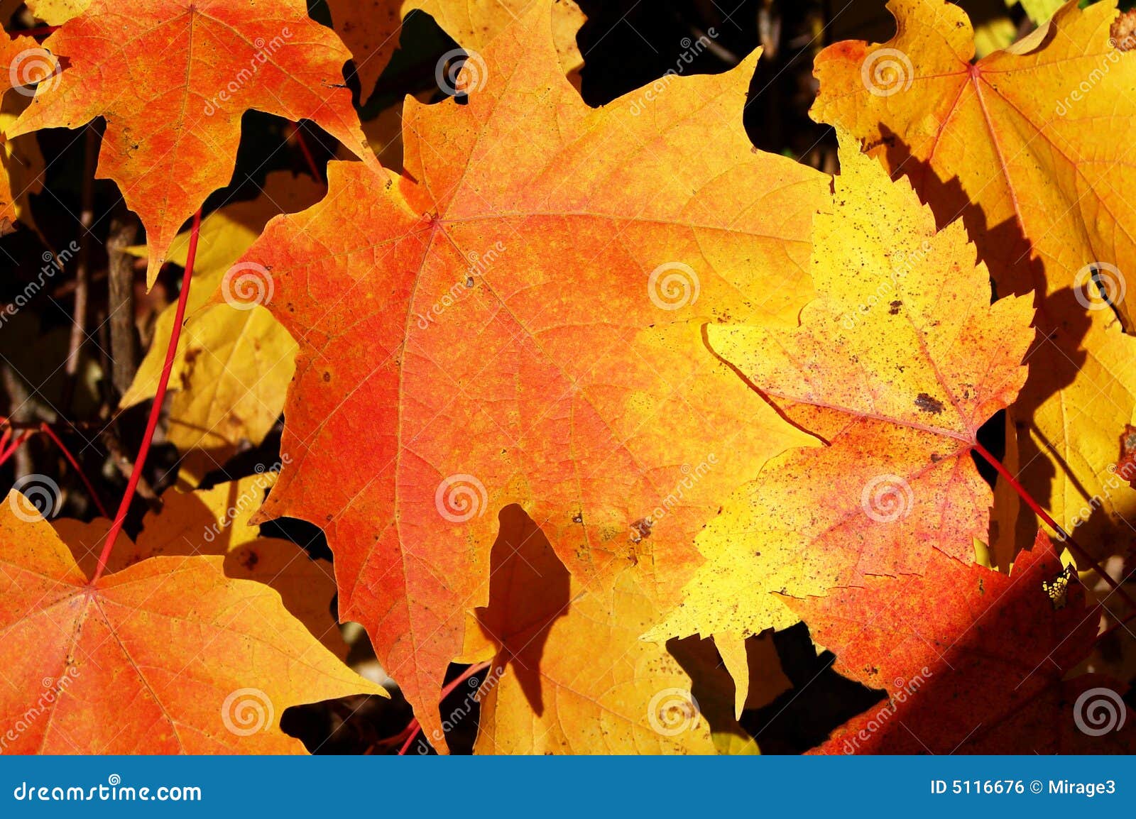 Close-up of Fall Colored Maple Tree Leaves Stock Photo - Image of ...