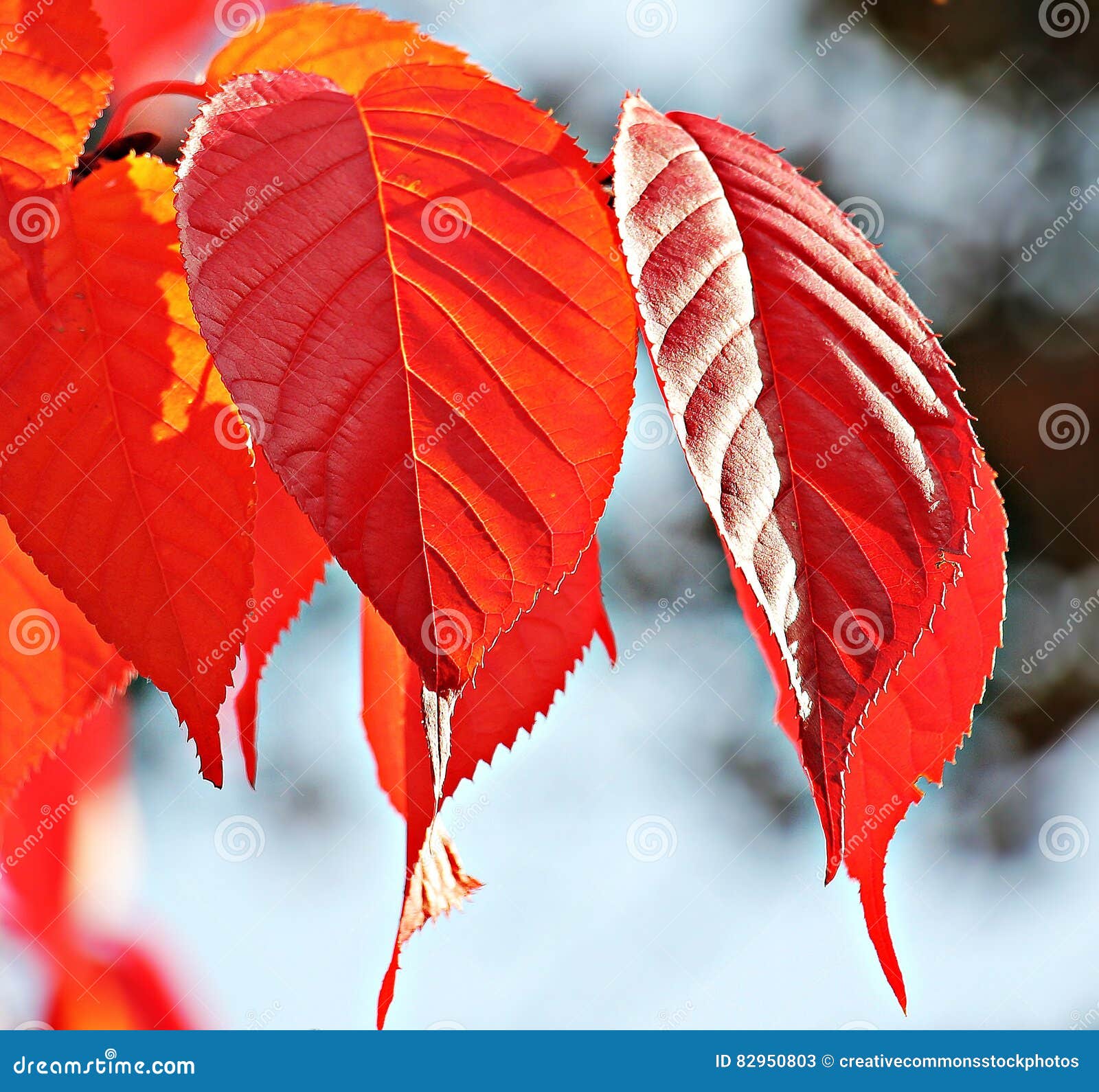 Close Up Of Fall Foliage Picture. Image: 82950803
