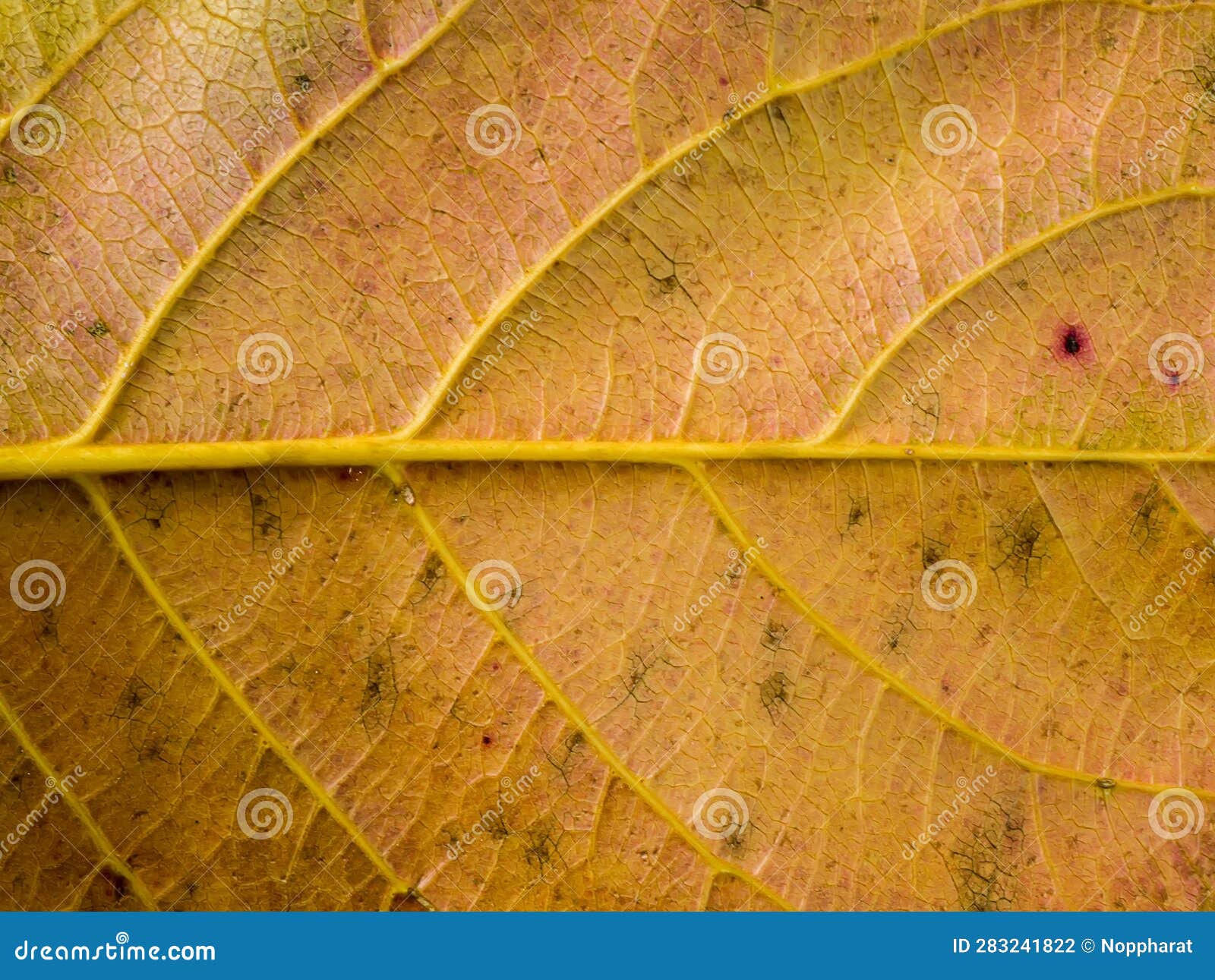 Close up leaf wallpaper stock photo. Image of abstract - 283241822