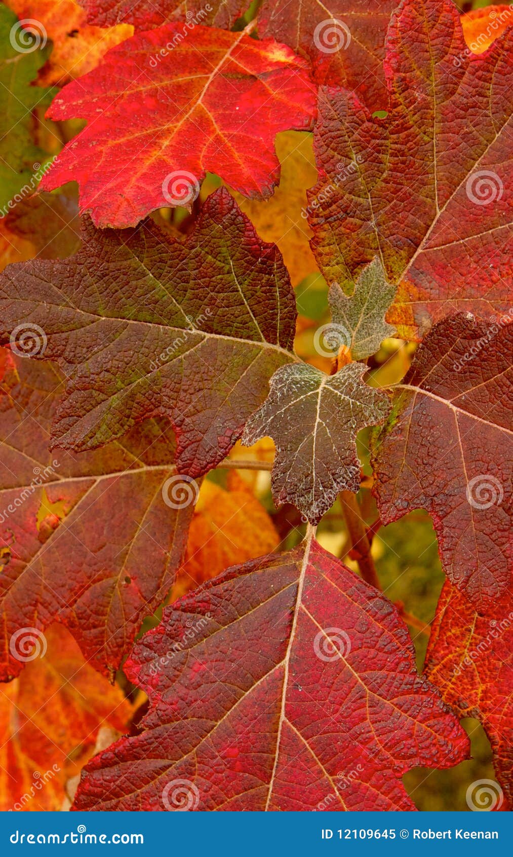 Close-up fall leaves stock image. Image of change, autumn - 12109645