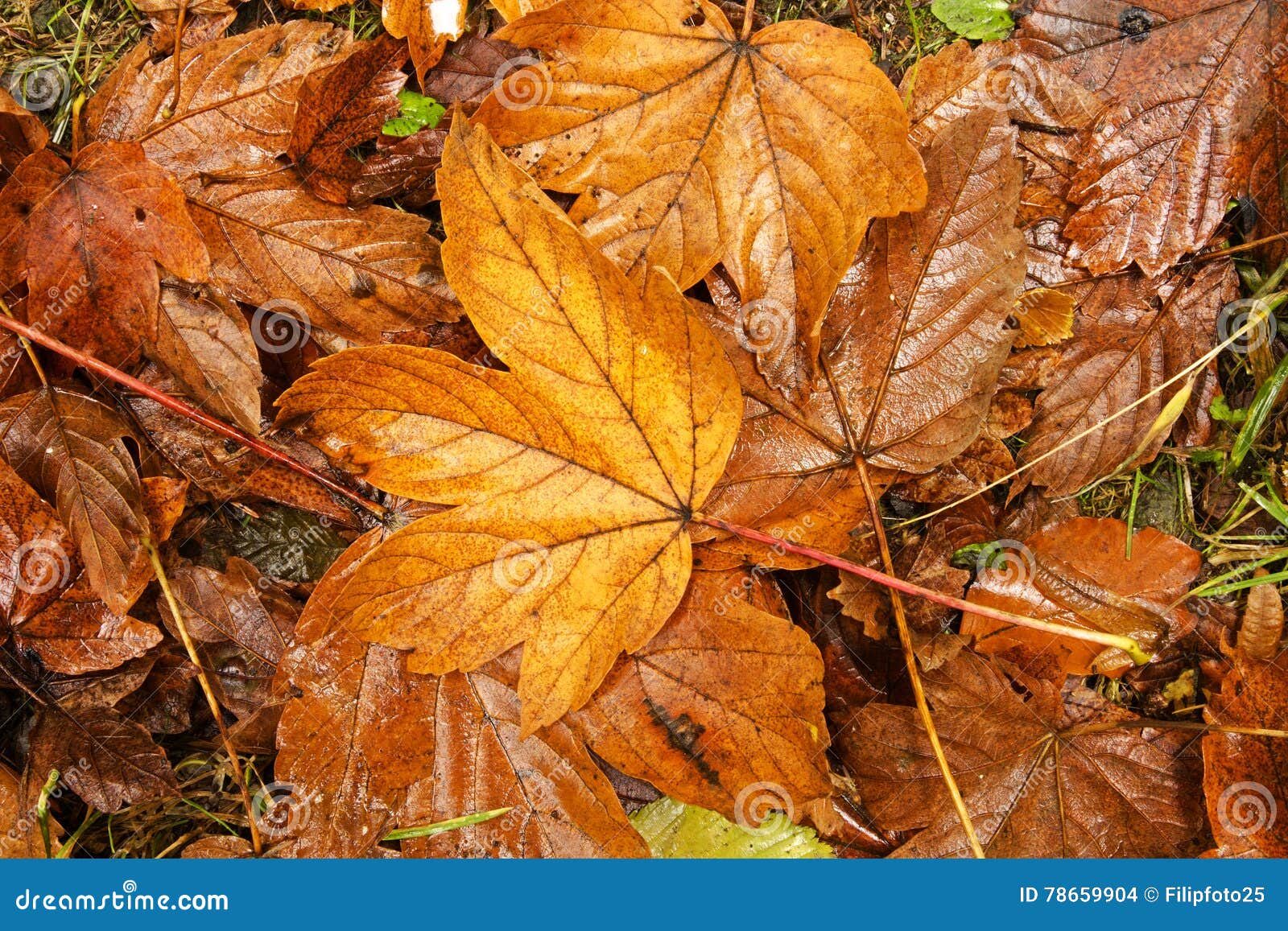 Close up of fall leaves stock photo. Image of close, natural - 78659904