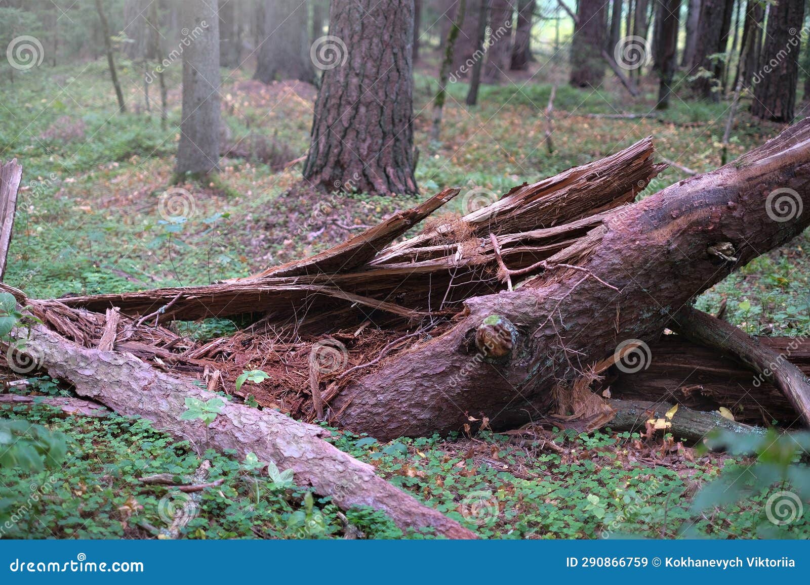 Close-up of Fallen and Broken Tree in a Sunny Forest on a Clear Day ...
