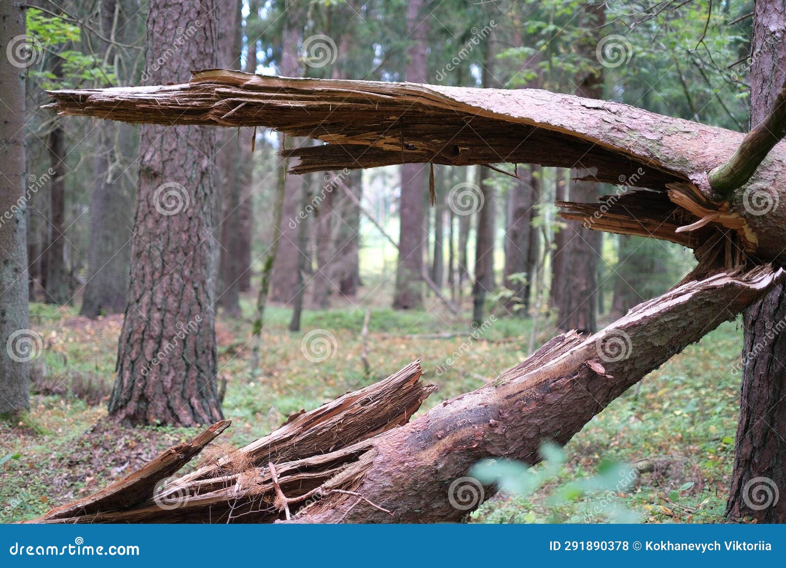 Close-up of Fallen and Broken Tree in a Sunny Forest on a Clear Day ...