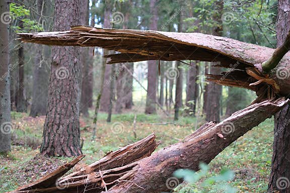 Close-up of Fallen and Broken Tree in a Sunny Forest on a Clear Day ...