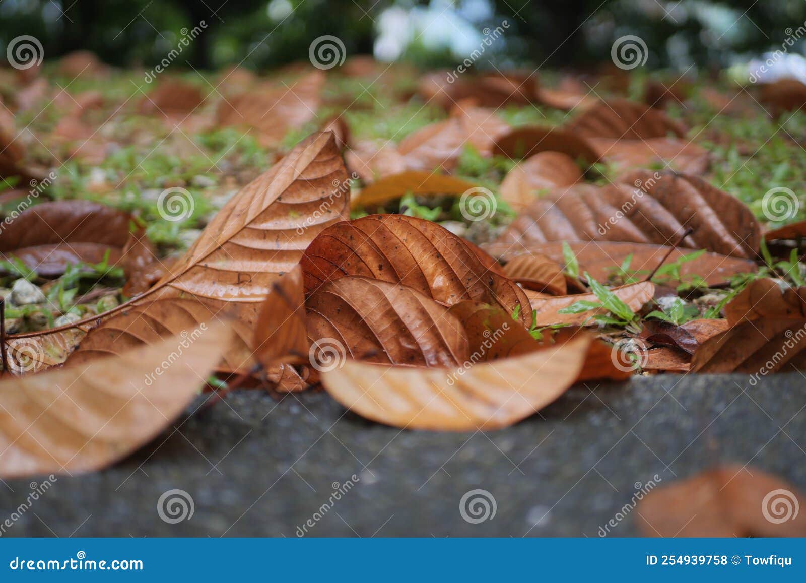 Close Up of Fallen Dry Brown Leaf on Road Stock Photo - Image of ...