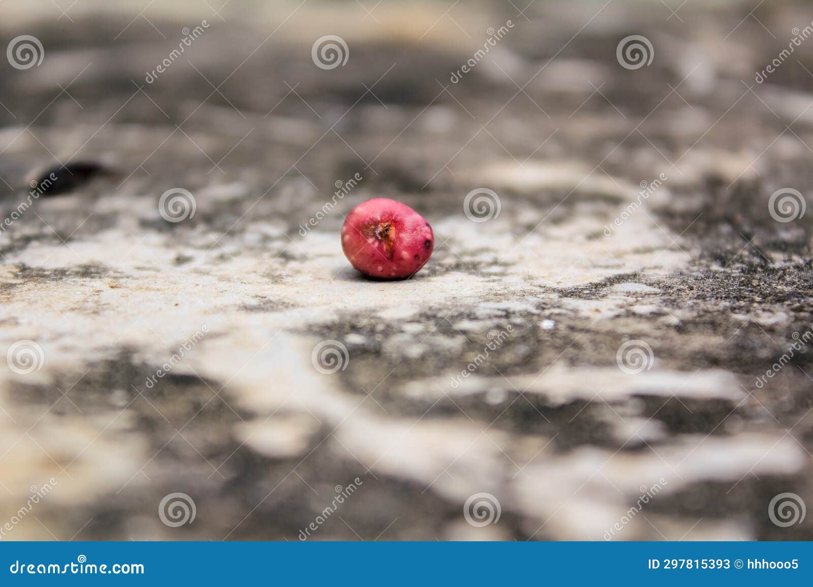 Close-up of the Fallen Fruit on the Ground Stock Image - Image of ...