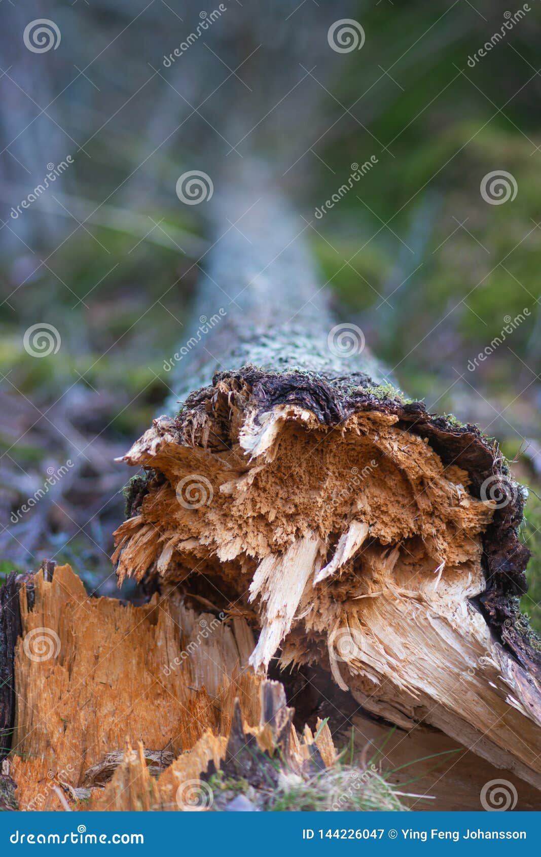 Close up of fallen tree stock image. Image of decay - 144226047