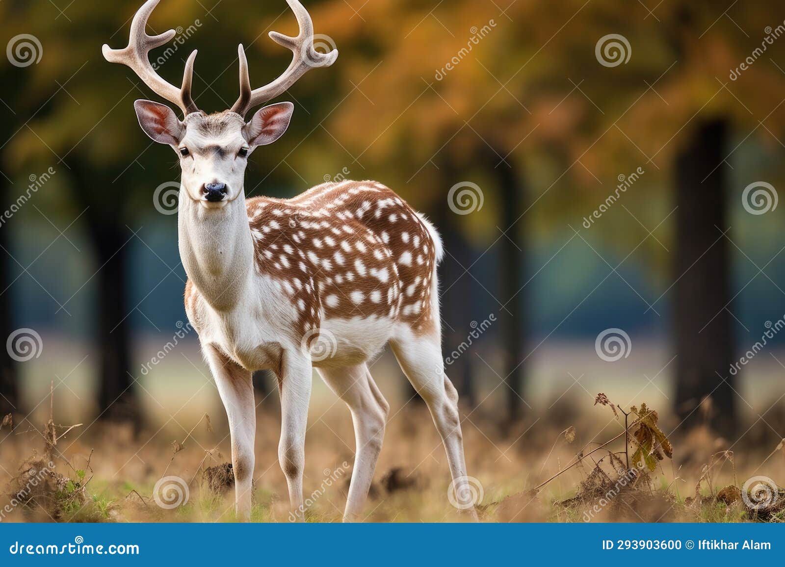 Axis Deer Silhouette Vector Illustration | CartoonDealer.com #214080566