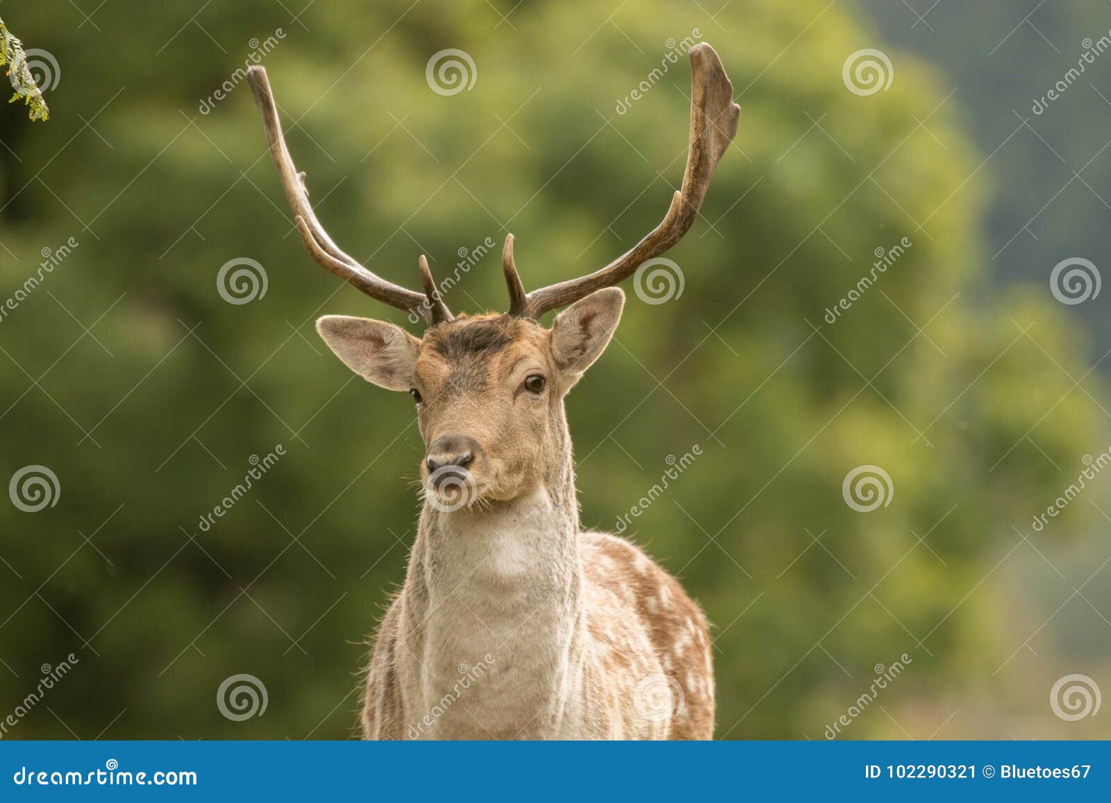 A Close Up of a Fallow Deer`s Head Stock Image - Image of fall, bracken ...