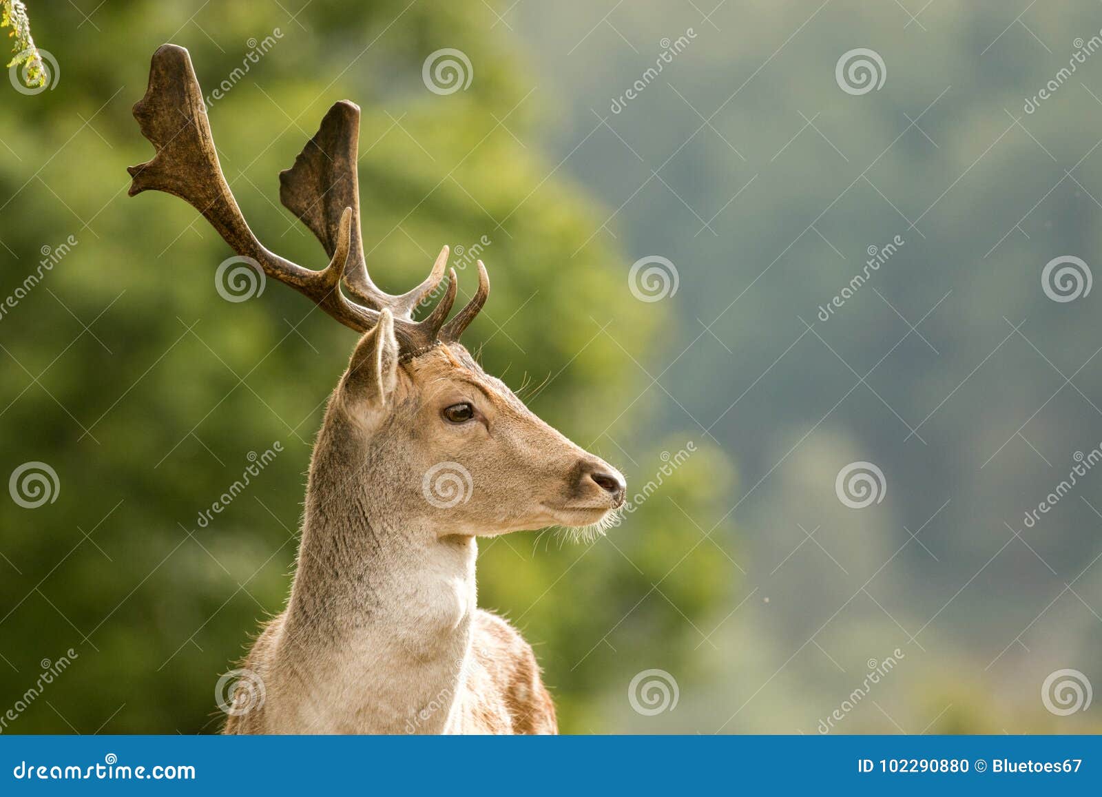 A Close Up of a Fallow Deer`s Head Stock Photo - Image of british ...