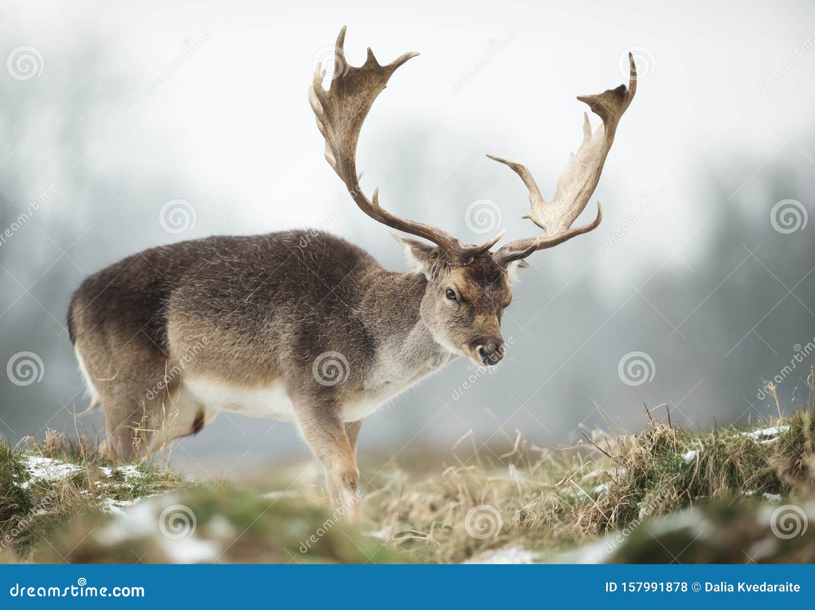 Close Up of a Fallow Deer in Winter Stock Photo - Image of national ...