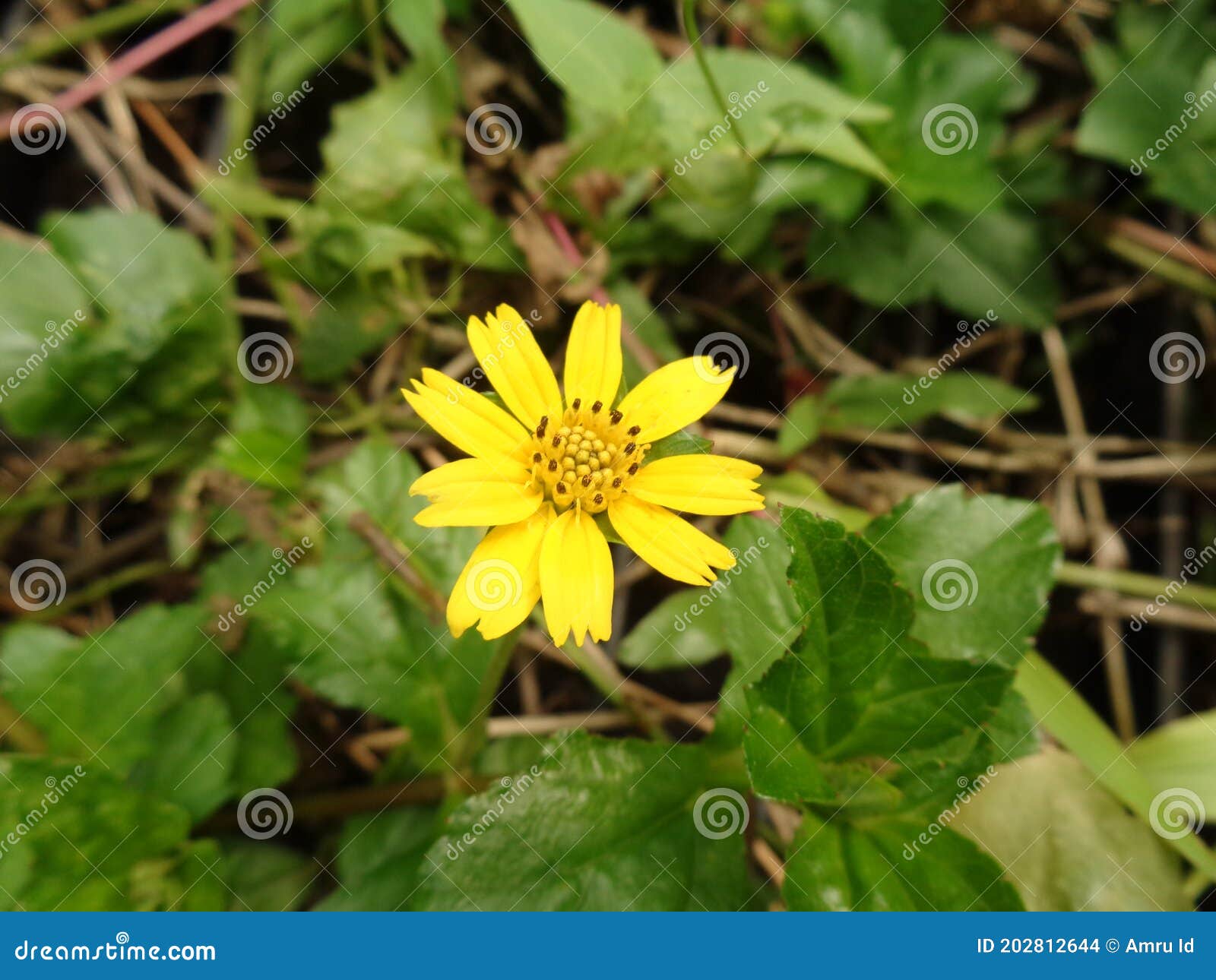 Close Up of False Daisy Eclipta Prostrata in a Garden Stock Photo ...