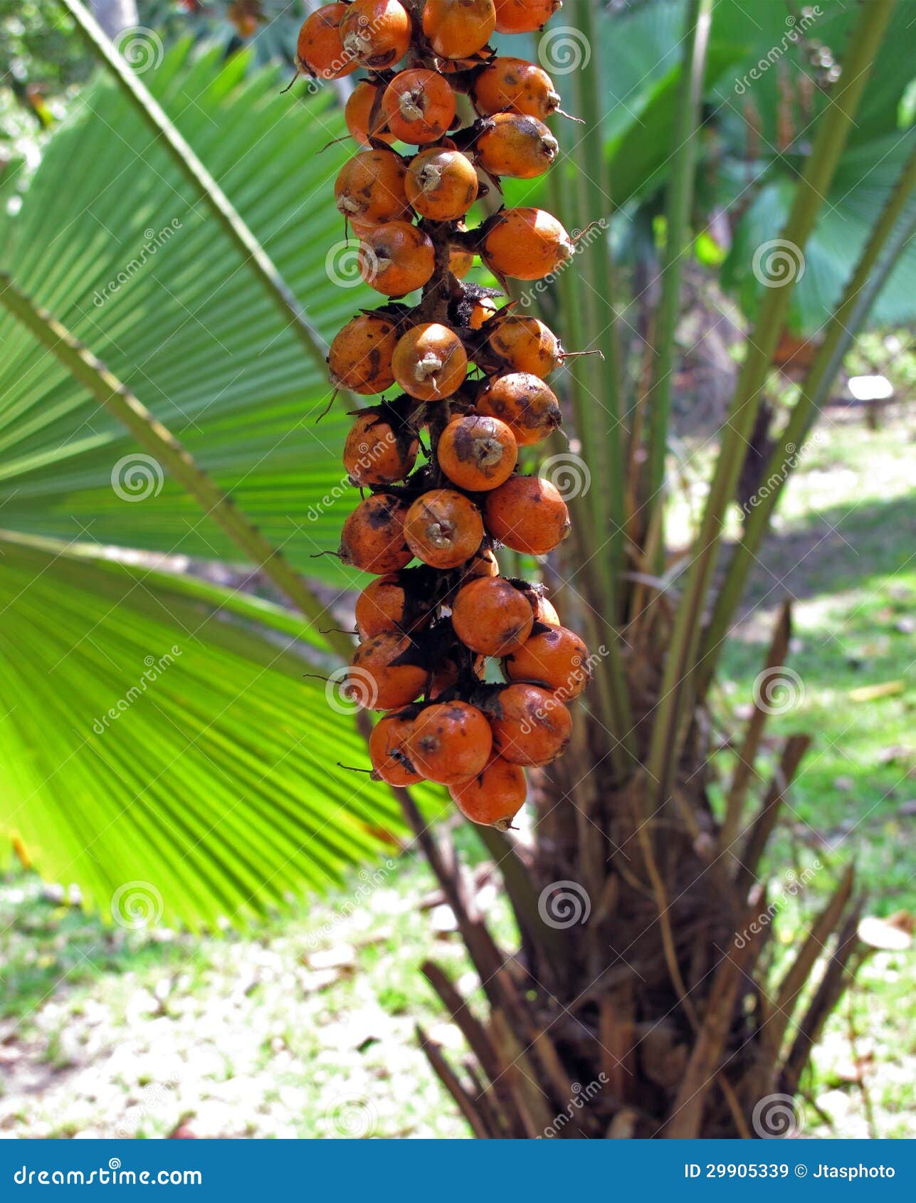 Fan palm stock image. Image of focus, color, daylight - 29905339