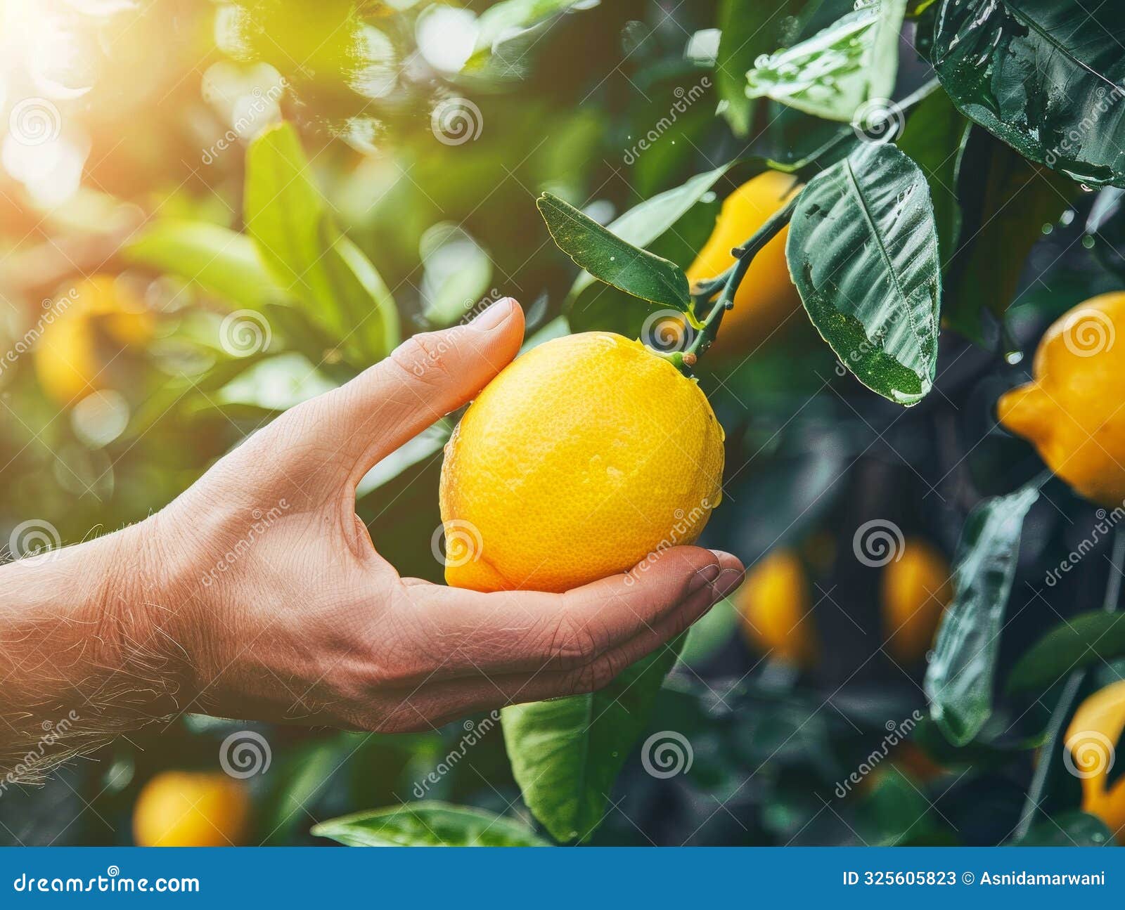 Close Up of Farmer Hand Picking a Fresh Lemon from Tree - Ai. Stock ...