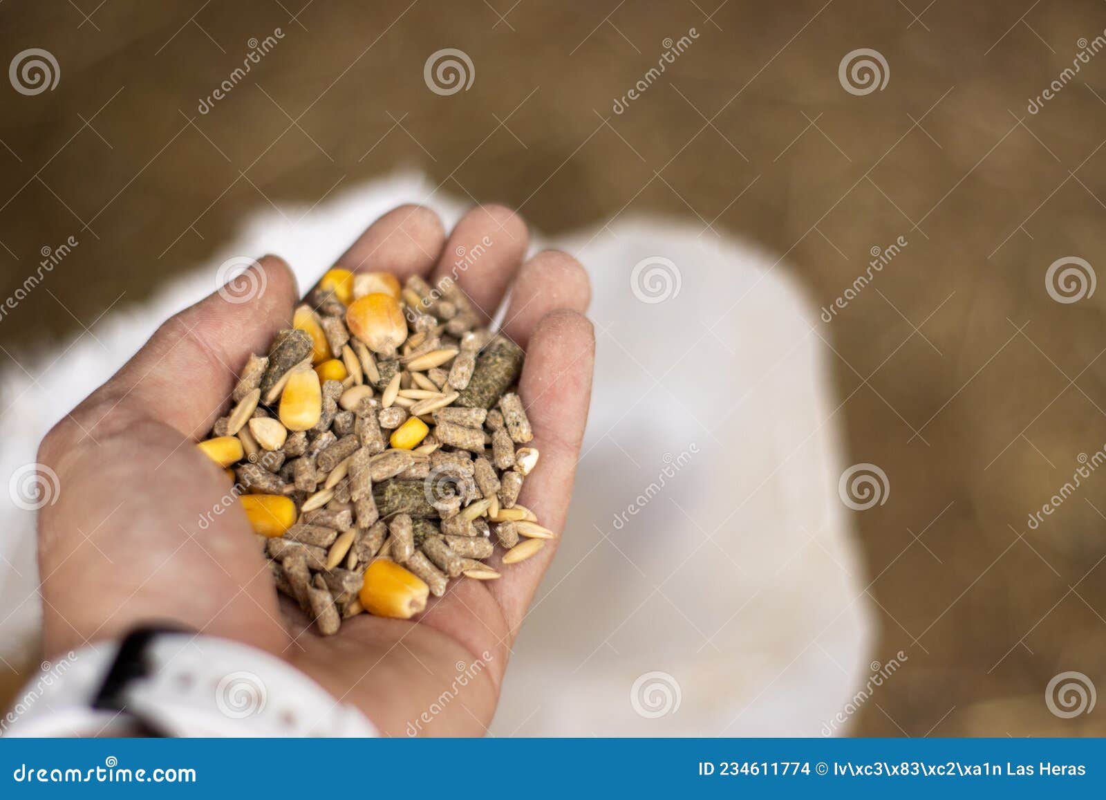 Close Up of Farmer`s Hand Holding Compound Cattle Feed in Palms Stock ...