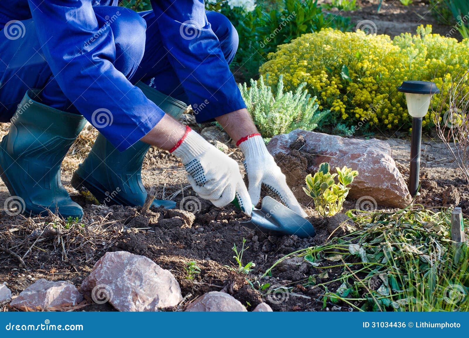 Close-up of Farmer S Hands Planting a Bush Stock Photo - Image of ...