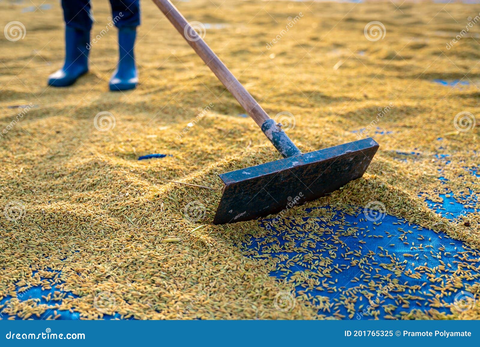Close Up of Farmer Work for Drying Paddy Rice by Sunlight at ...